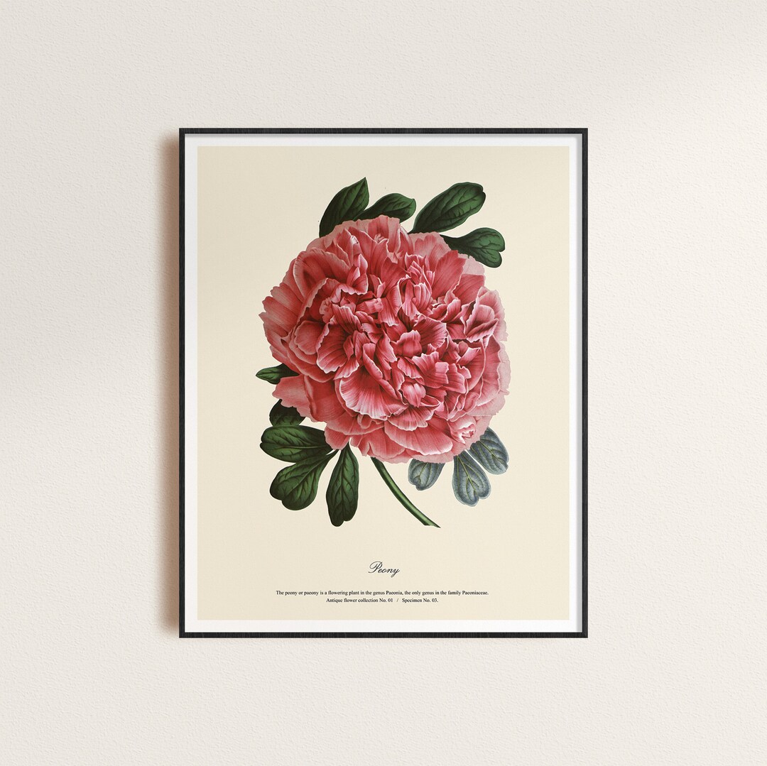 Antique Flower Print Collection, Vintage, Flower Poster, Digital ...