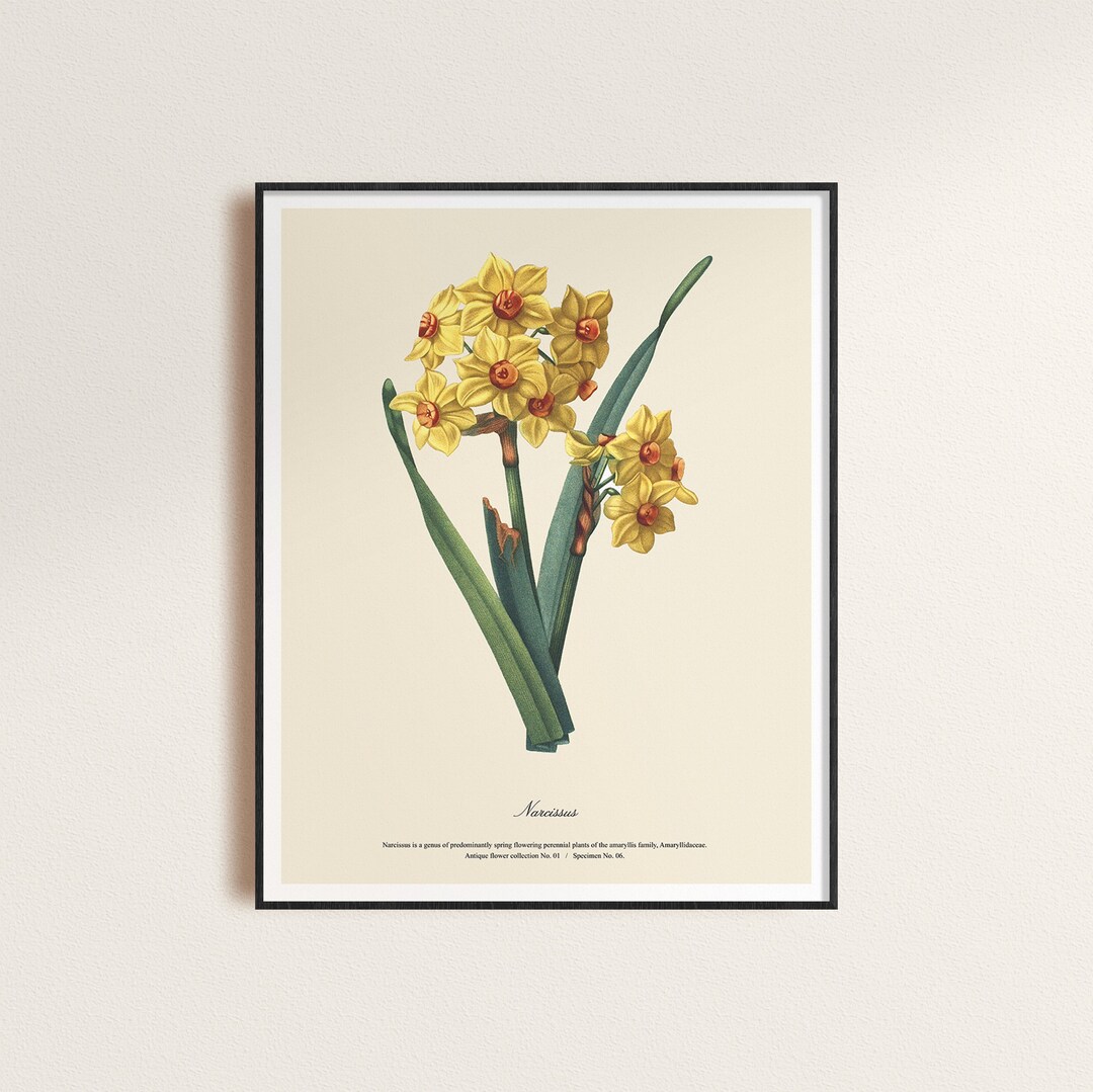 Antique Flower Print Collection, Vintage, Flower Poster, Digital ...