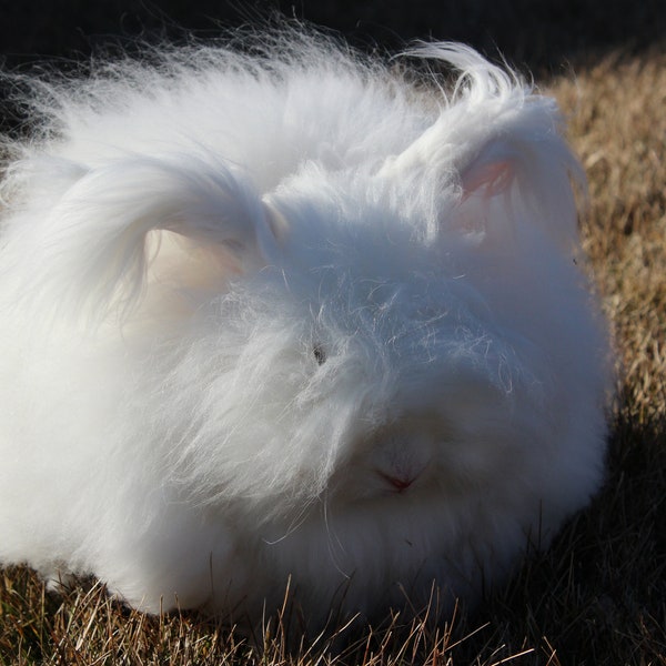 White Angora Yarn - Etsy