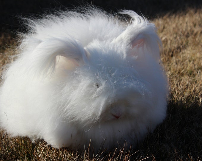 Raw Angora Fiber White - Etsy