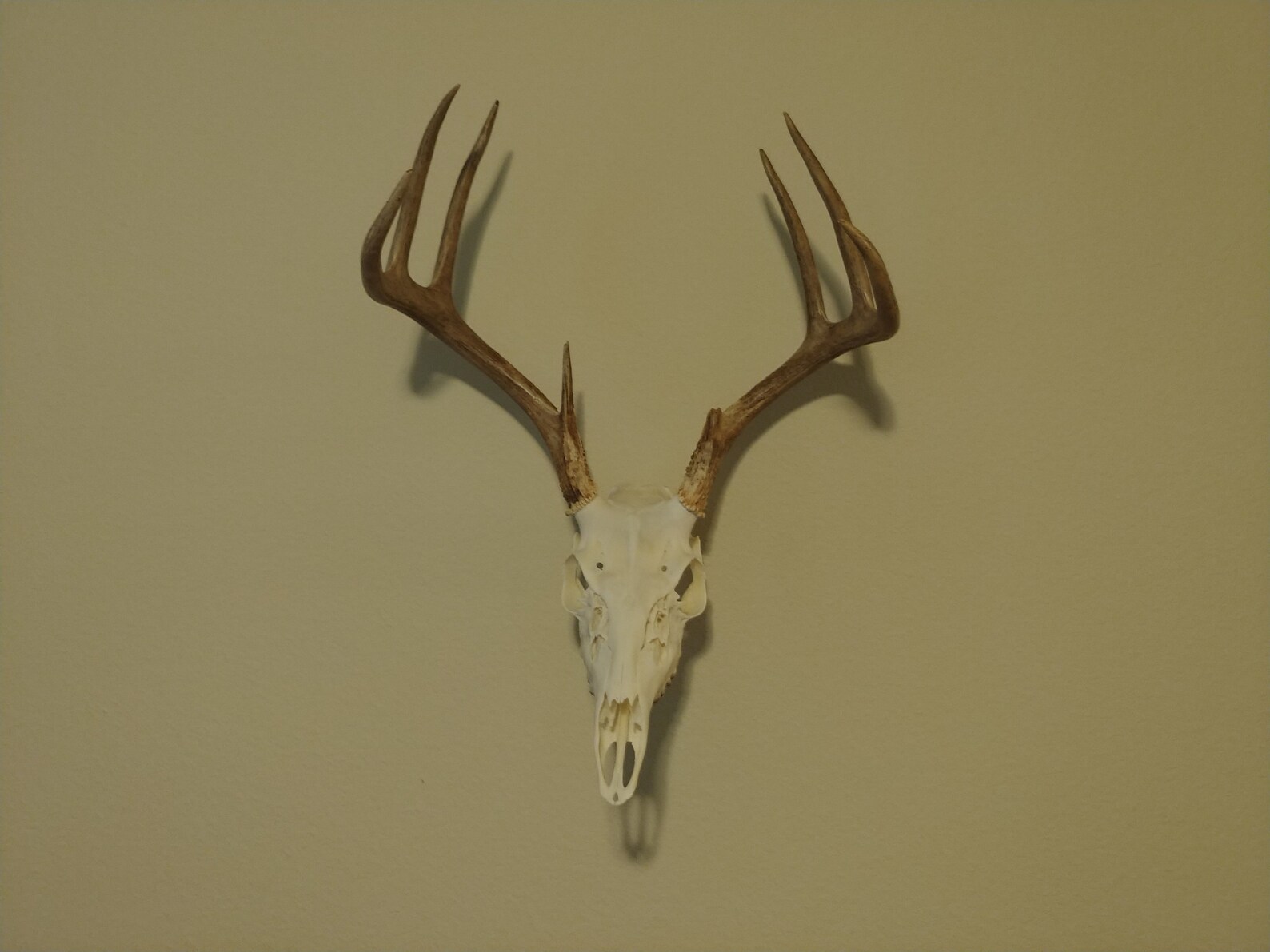 Deer Wall Mount - Etsy