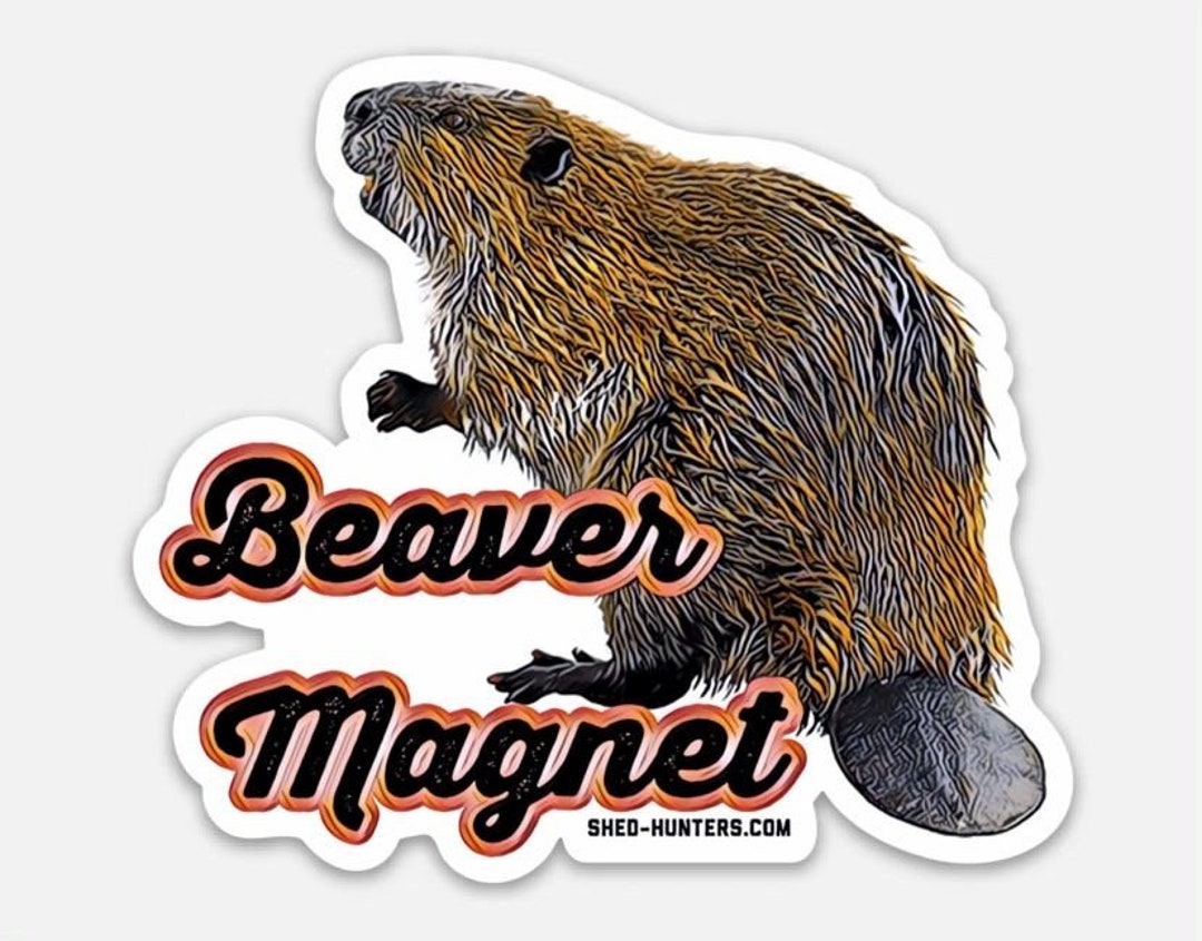 Beaver Magnet MAGNET - Etsy
