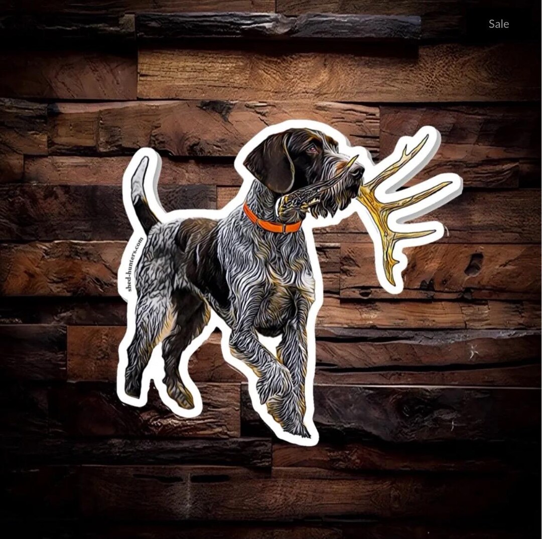 German Wirehair GSP Shed Antler Dog Decal 4” - Etsy