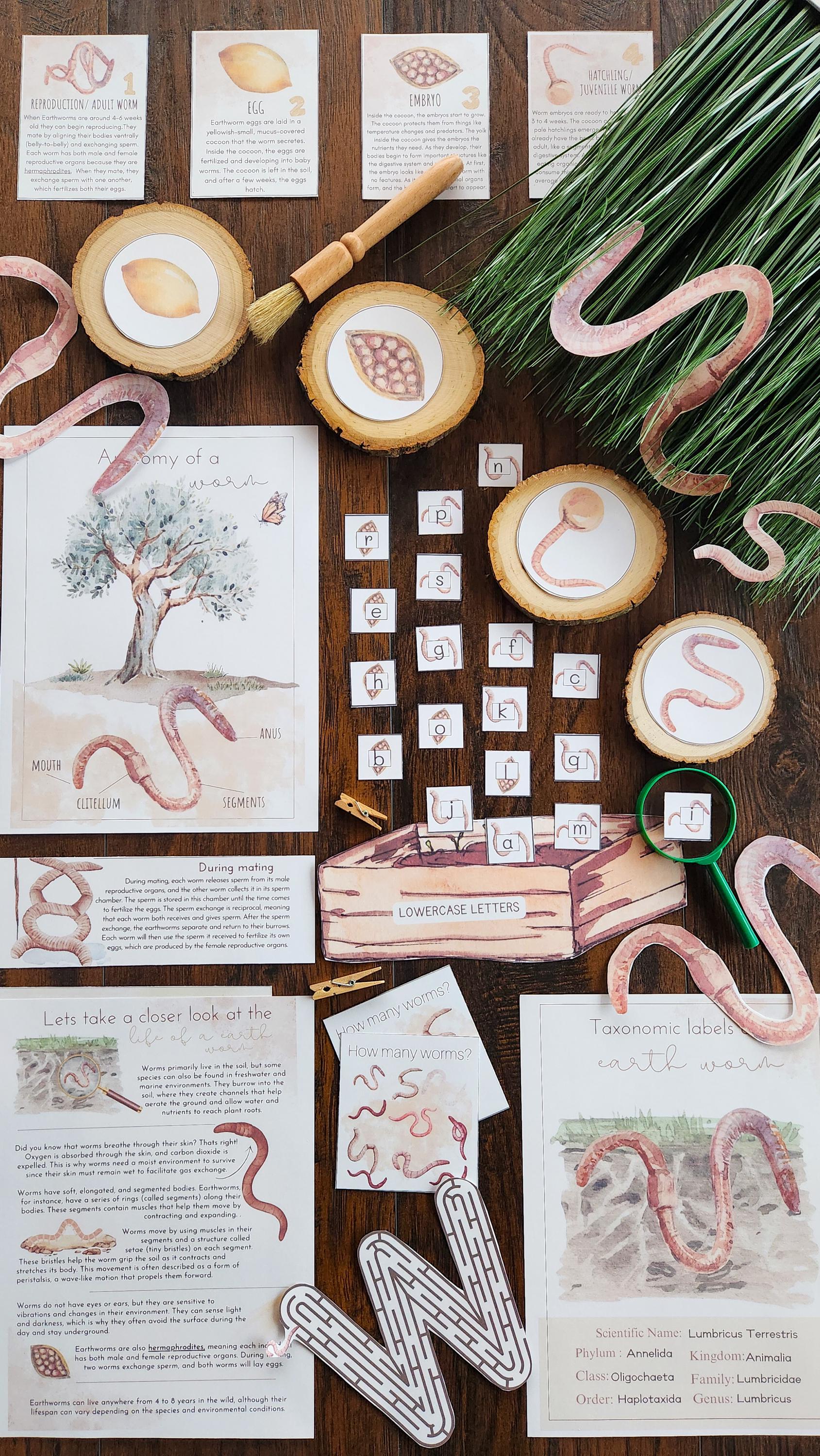 Earthworm Study Unit | Anatomy, Lifecycle, Morning Basket Worksheets ...