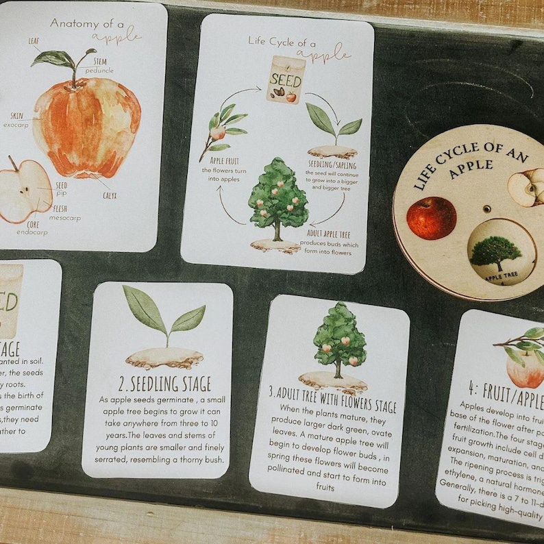 APPLE Mini Study | Fall Homeschool Curriculum | Autumn Learning Unit ...