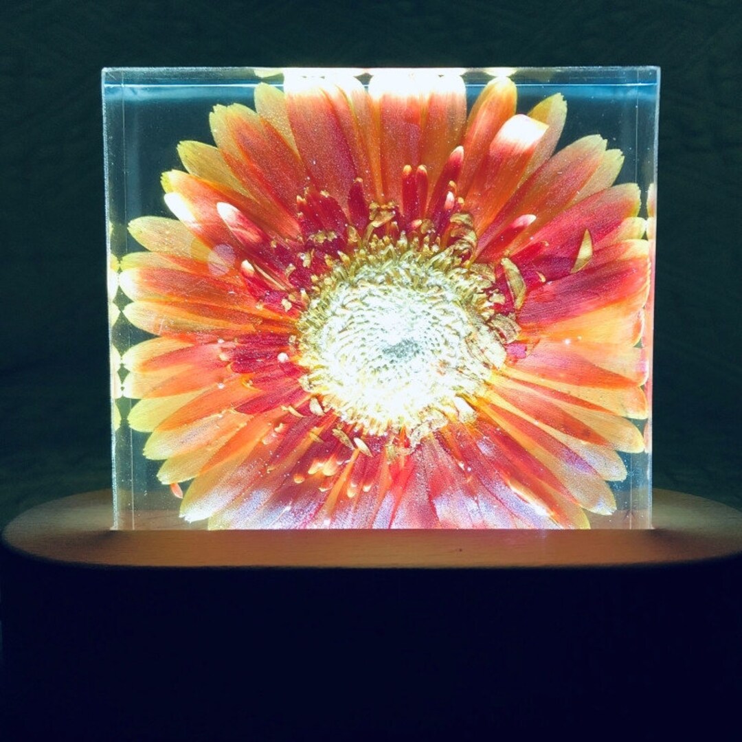 Daisy Flower Night Lights, Real Flower Specimen, Flower Epoxy Resin ...