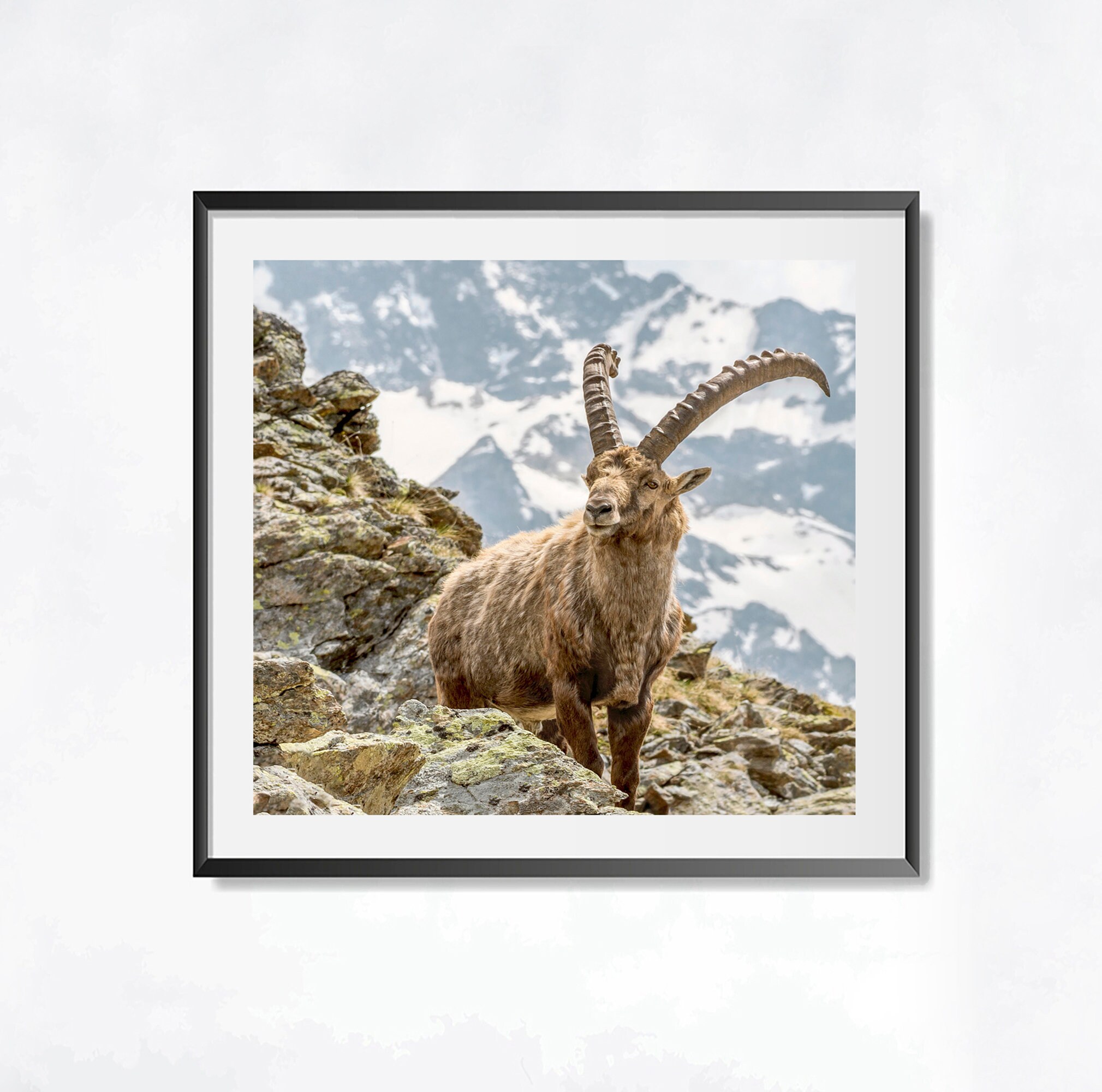Alpensteinbock Fotodruck, Engadin Bild Quadratisch, Steinbock ...