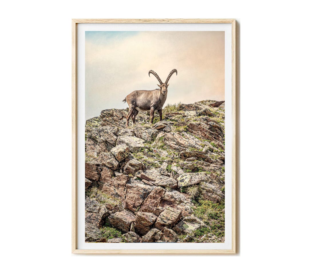 Alpine Ibex Wall Art, Wildlife Photography Engadin Pictures ...