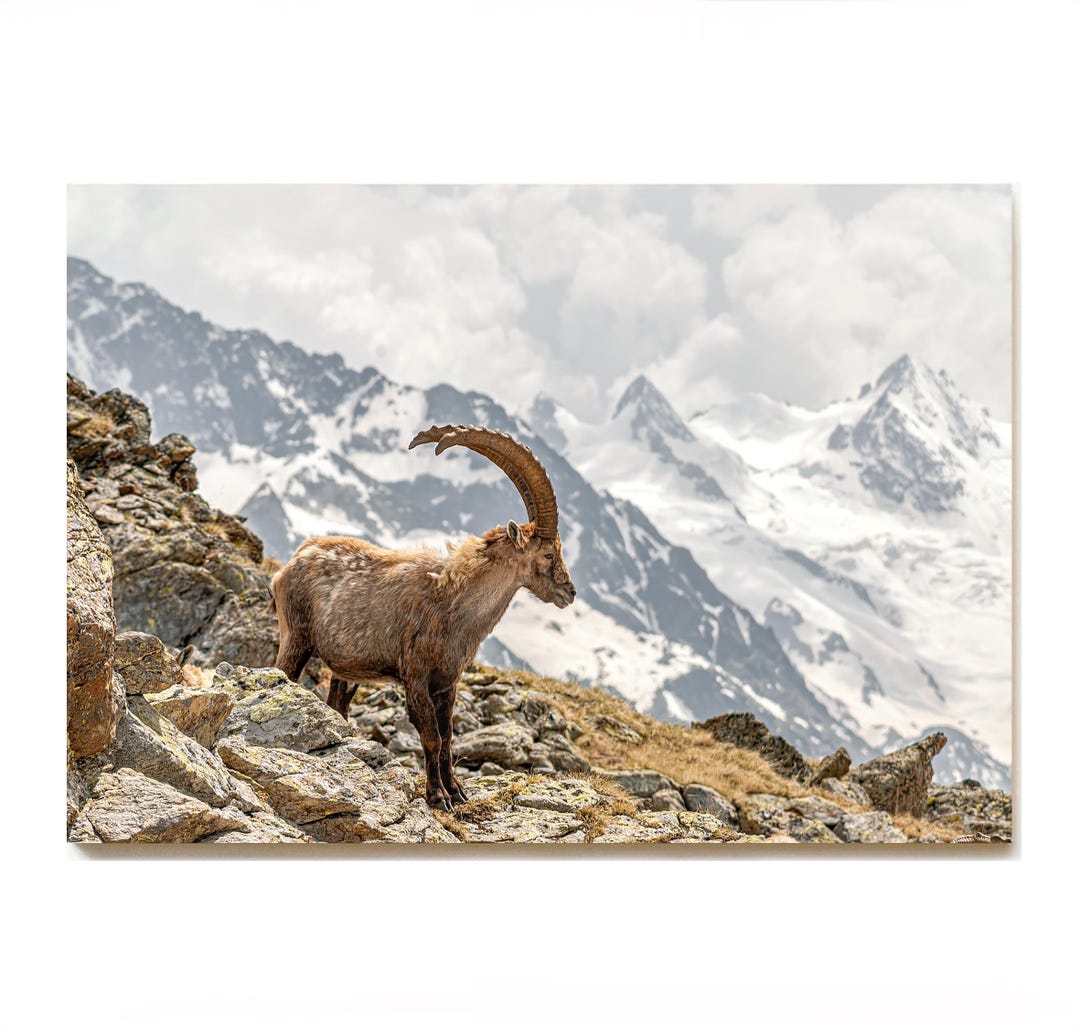 Canvas Picture Alpine Ibex, Art Print, Wall Picture, Photography ...