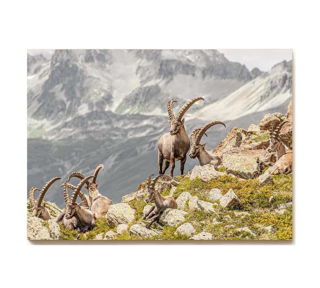 Alpine Ibex Wall Art, Engadin Pictures, Switzerland Canvas Print ...