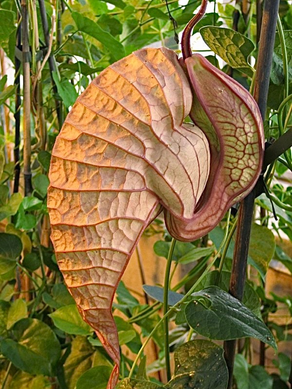 Contribo Planta de Pato Birthwort Flor de Pato | Etsy