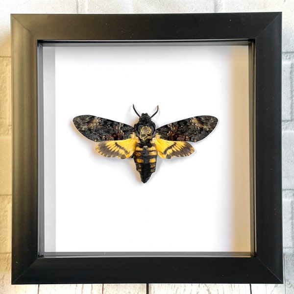 Death Moth Shadow Box - Etsy
