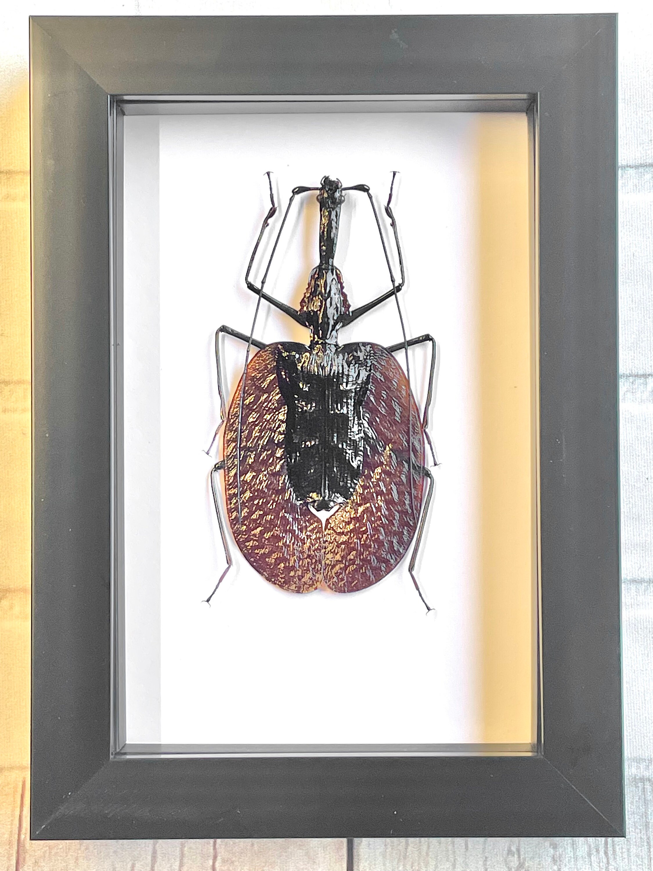 The Violin Beetle mormolyce Phyllodes Deep Shadow Box Frame - Etsy UK