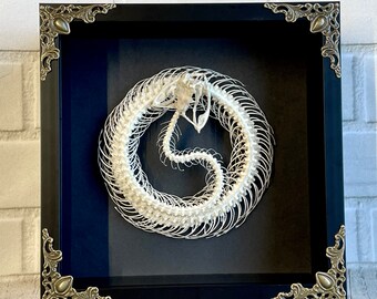 Real Snake Skeleton White-lipped Tree Viper Real Animal Skulls. - Etsy