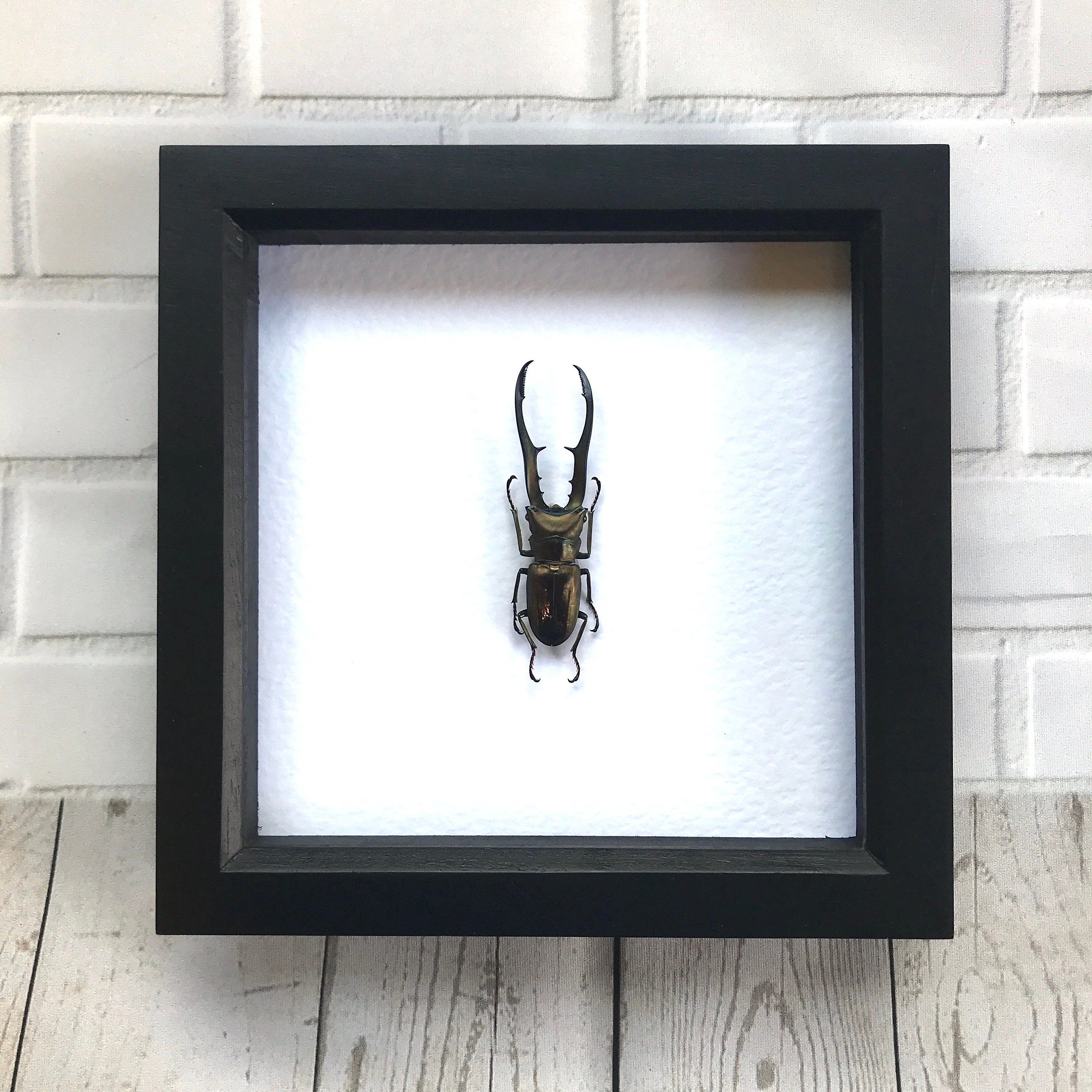 Golden Metallic Stag Beetle Cyclommatus metallifer Deep | Etsy