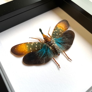 Colourful Lanternfly (pyrops Gunjii) Cicada Shadow Box Frame Display ...