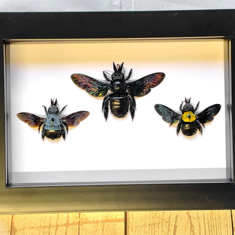 Bee Shadow Box - Etsy