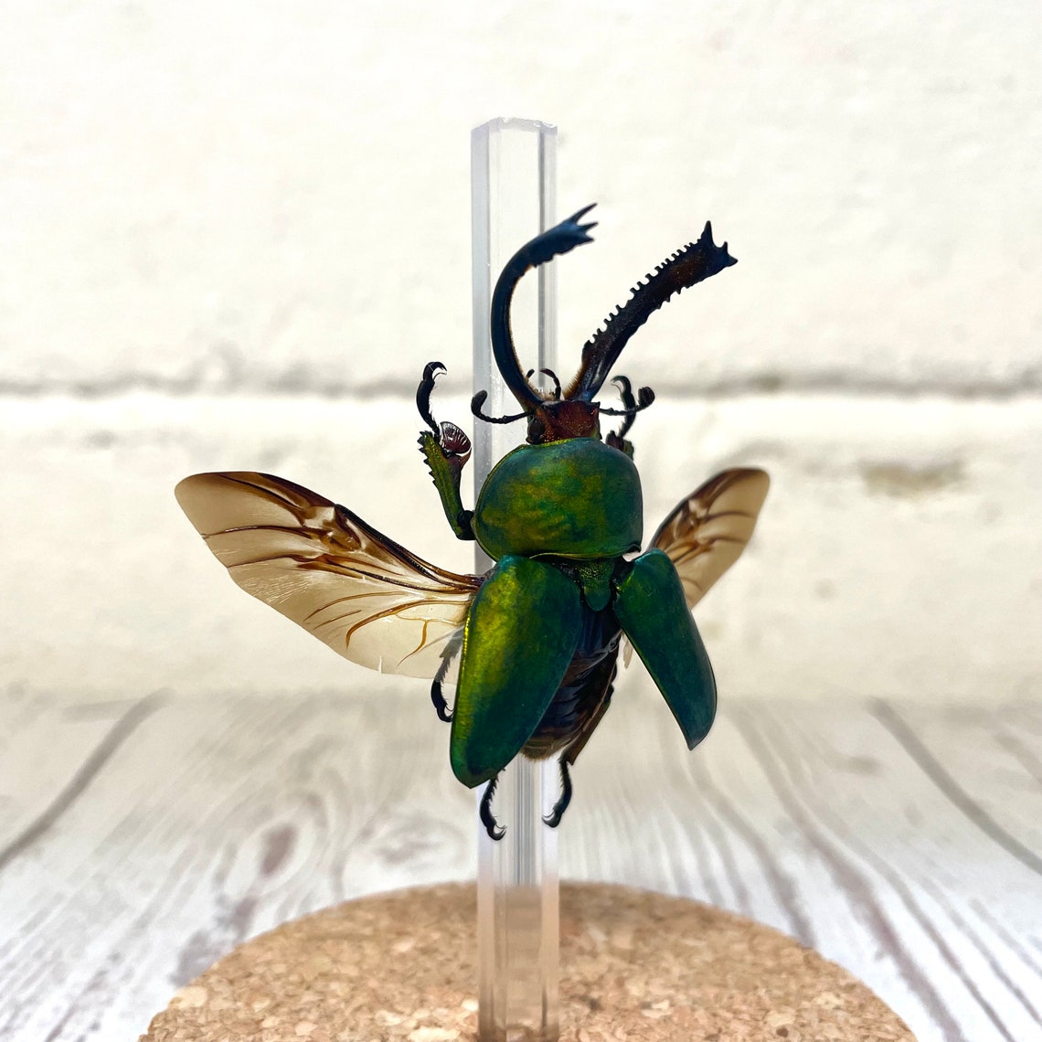 Saw Tooth Stag Beetle (lamprima Adolphinae) Glass Bell Cloche Dome ...