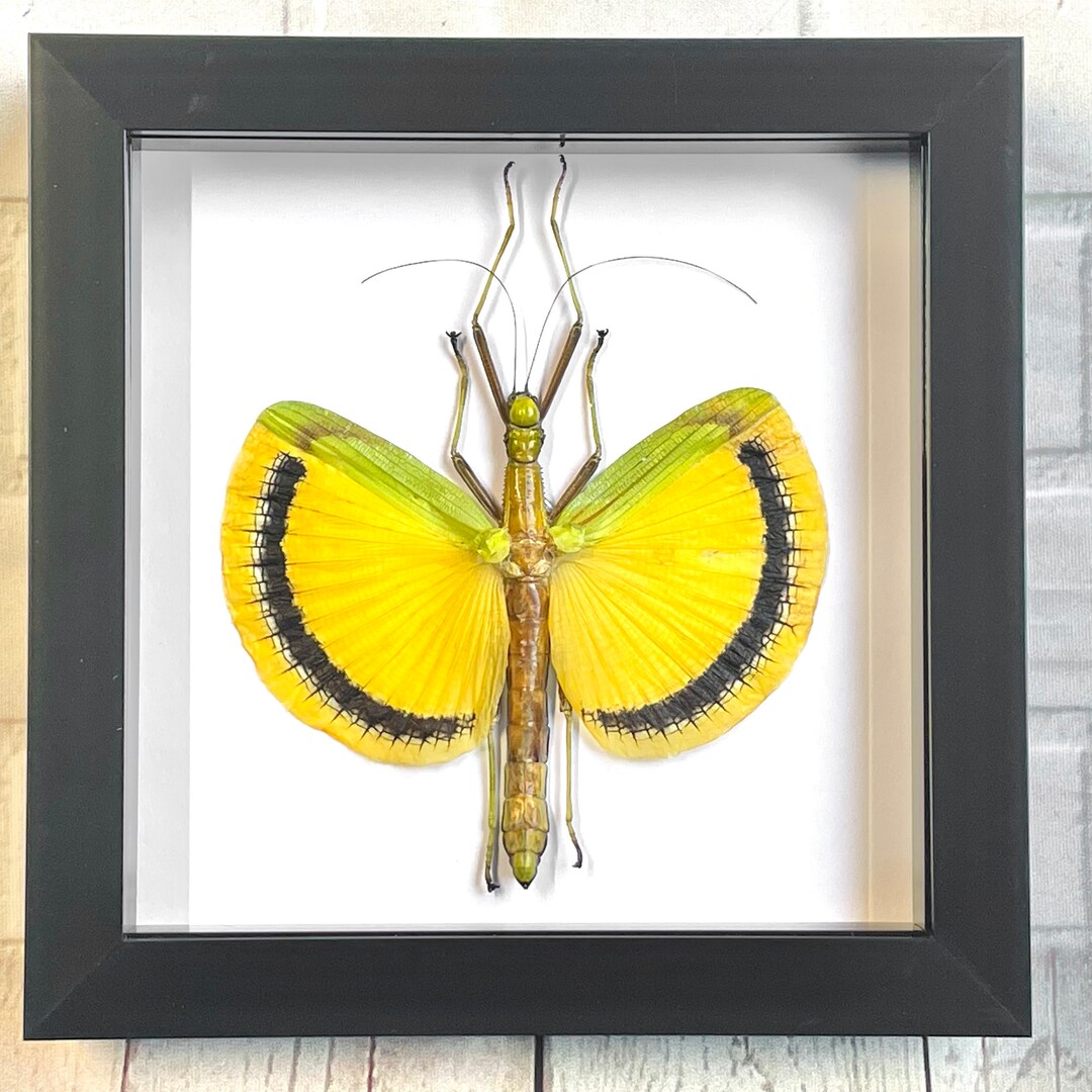 Golden Umbrella Stick Insect tagesoidea Nigrofasciata Female Deep ...