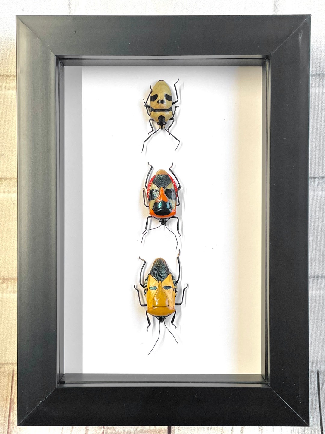 3 X Man-face Stink Bug Pentatomidae Collection Deep Shadow Box Frame ...