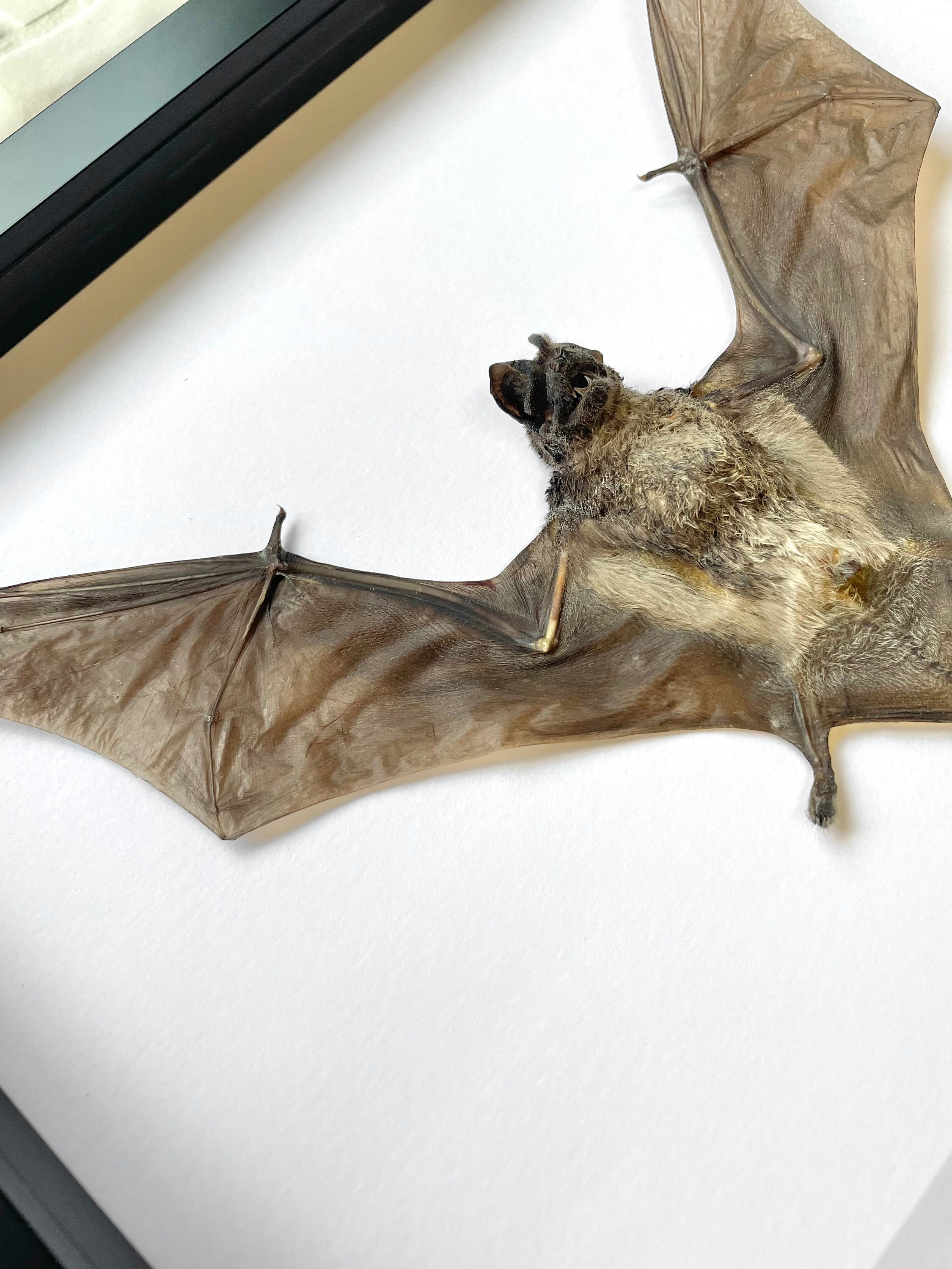 The Javan Mastiff Bat otomops Formosus Deep Shadow Box Frame - Etsy UK
