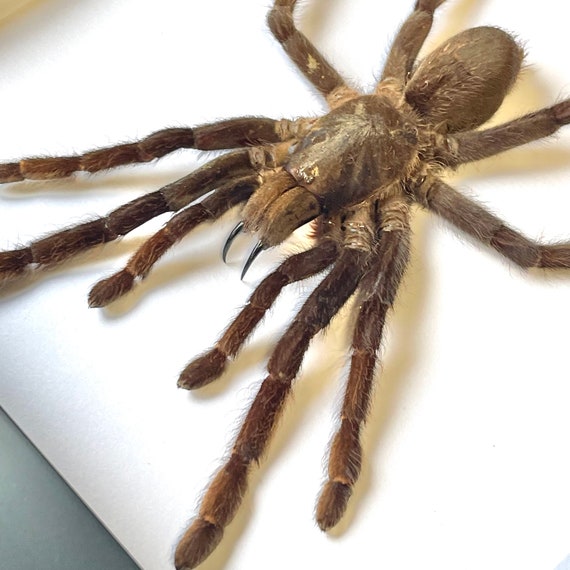 Earth Tiger Tarantula