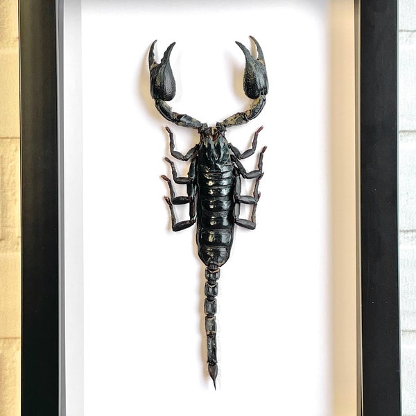 Scorpion Frame - Etsy