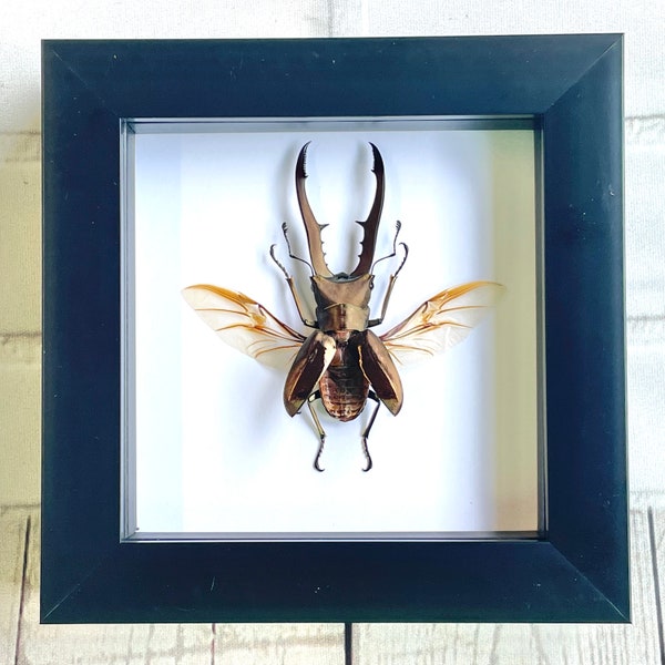 Beetle Displays - Etsy