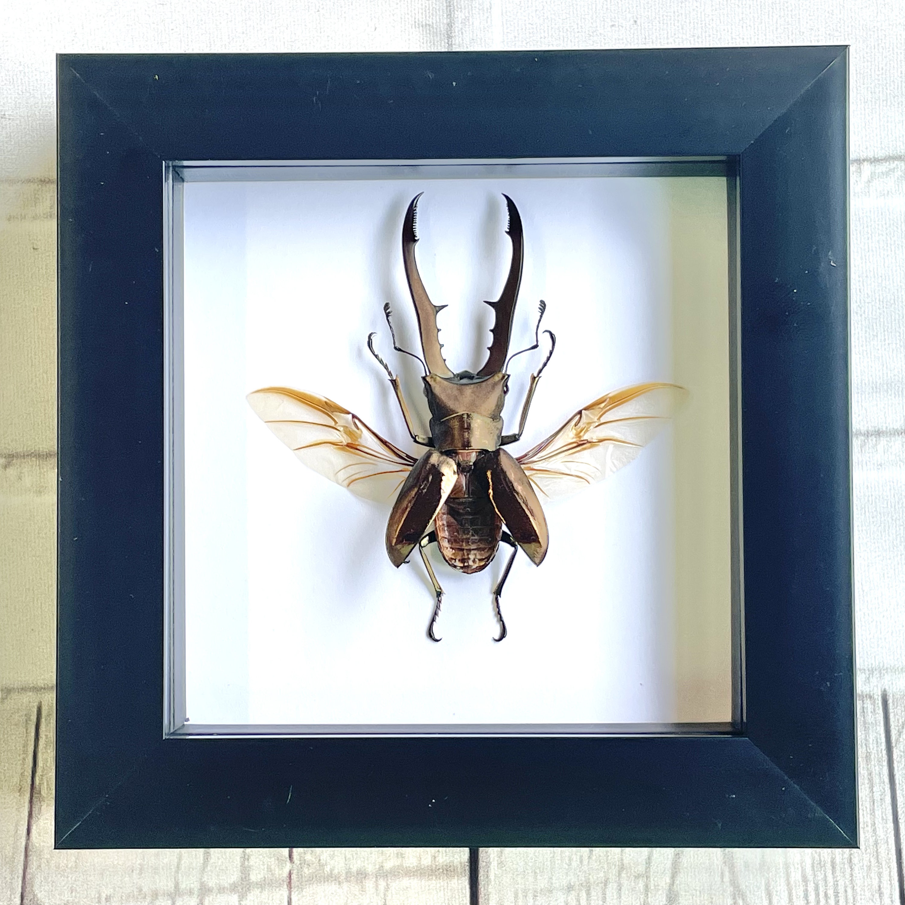 Golden Metallic Stag Beetle cyclommatus Metallifer Deep - Etsy