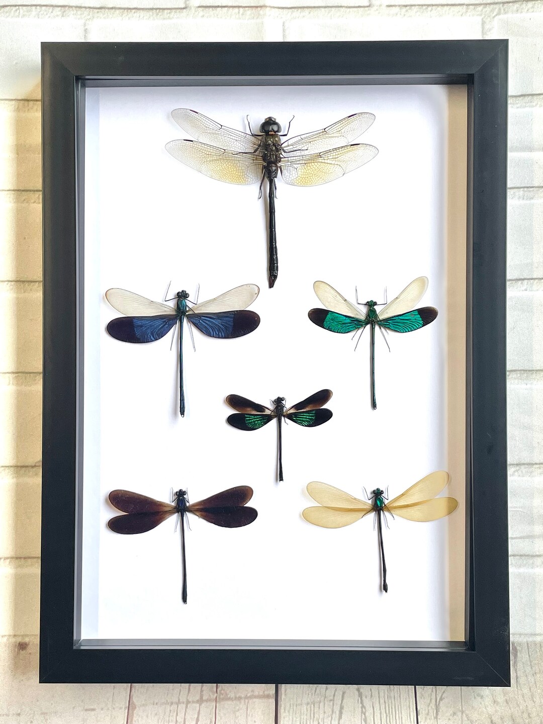 A Squadron of Dragonflies Deep Shadow Box Frame Display Insect Bug - Etsy