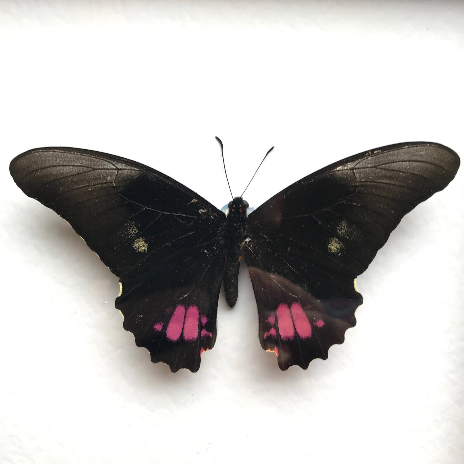 Ruby Spotted Swallowtail Butterfly Papilio anchisiades Deep | Etsy