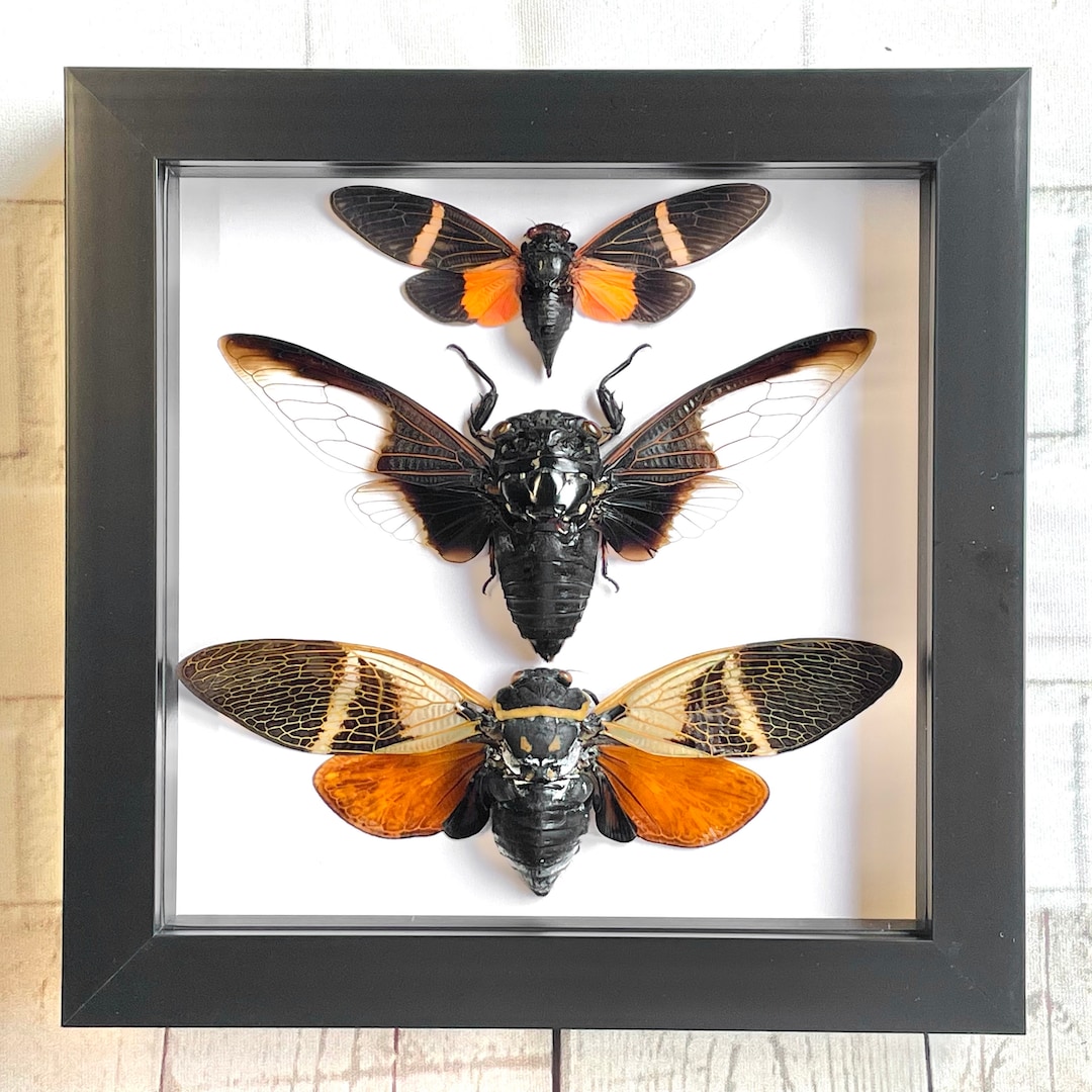 3 Large Cicadas Display Deep Shadow Box Frame Case Beetle Insect Bug ...