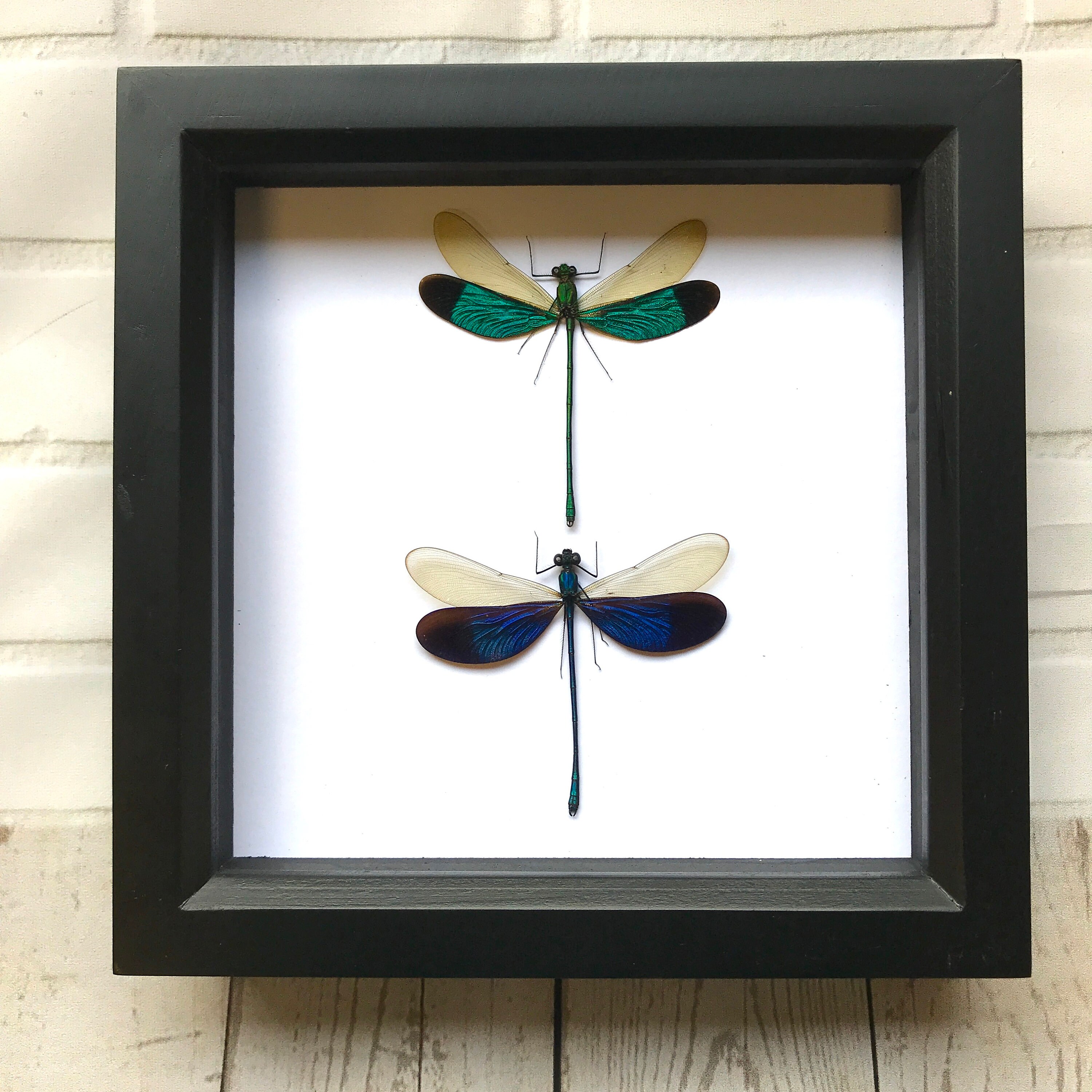 Damselfly Pair Neurobasis Dragonfly Deep Shadow Box Frame | Etsy