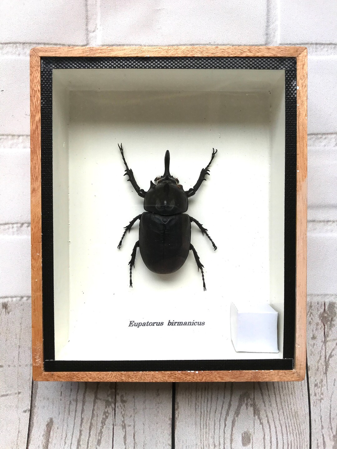 Rabbit Ear Beetle eupatorus Birmanicus Box Frame Display Case Bug ...