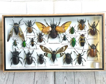 Bug Display Case - Etsy