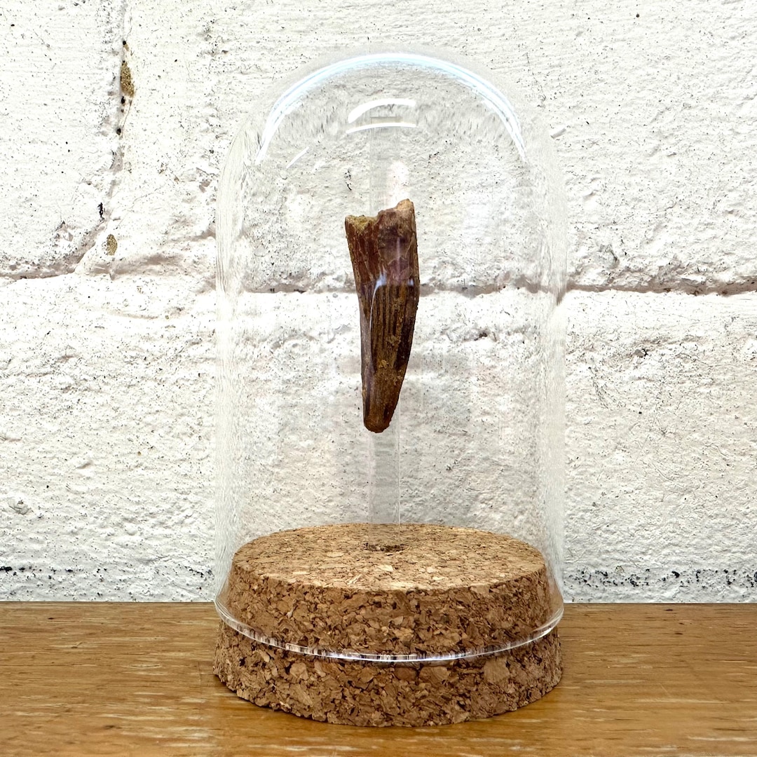 Spinosaurus Dinosaur Tooth Fossil in Glass Bell Cloche Dome Display Jar ...