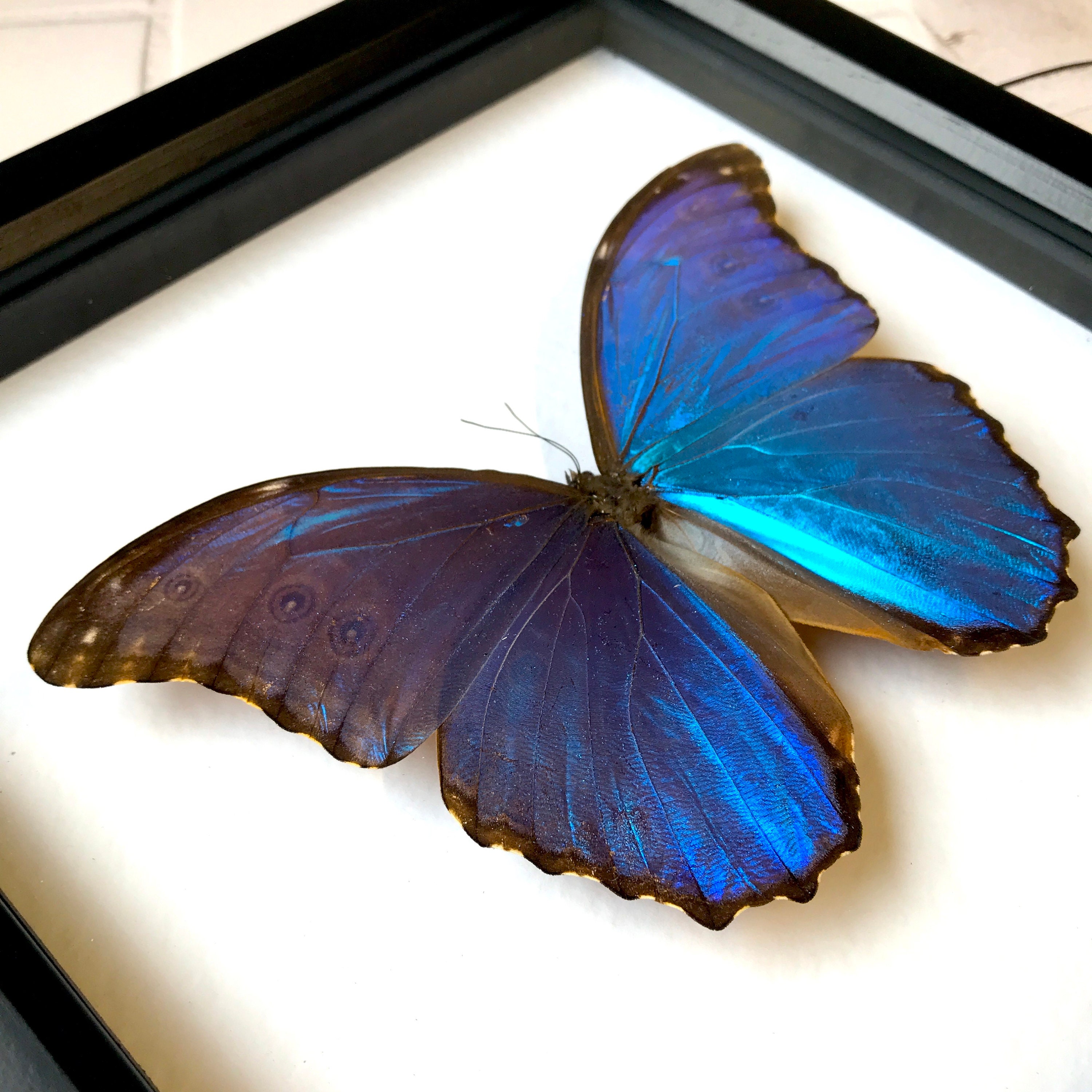 Giant Blue Morpho Butterfly morpho Didius Deep Shadow Box | Etsy