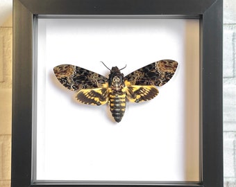 Death Moth Shadow Box - Etsy