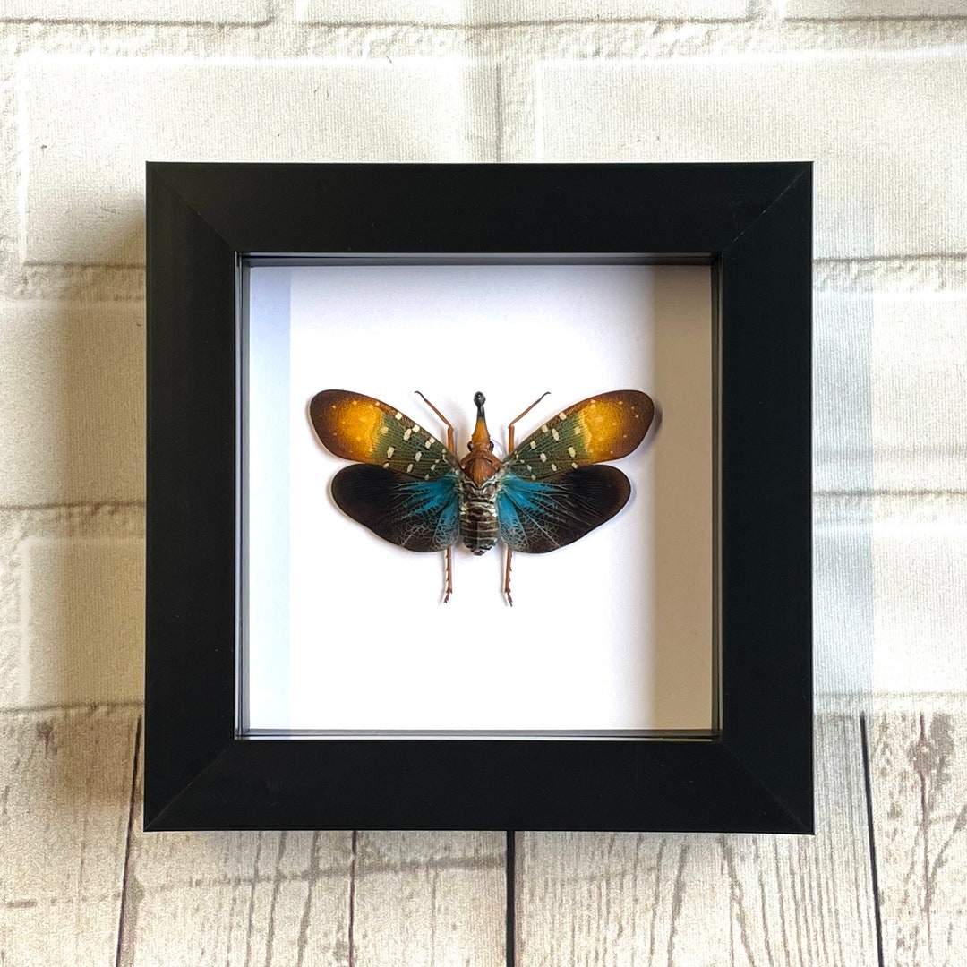 Colourful Lanternfly (pyrops Gunjii) Cicada Shadow Box Frame Display ...