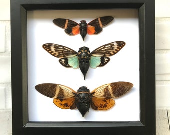 Shadow Box Insect | Etsy