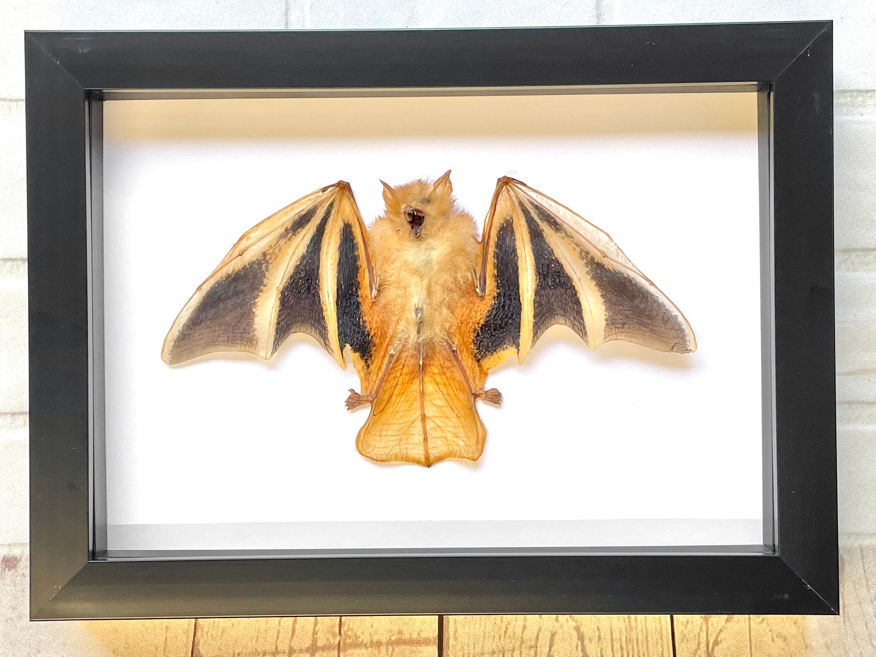 Bat Wings Folded