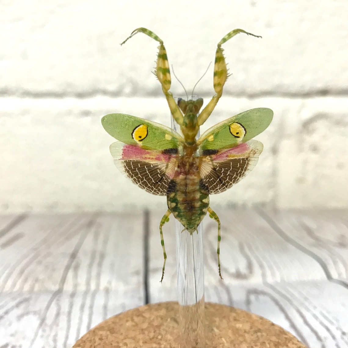 Jewelled Flower Mantis creobroter Gemmatus Female in Glass - Etsy UK