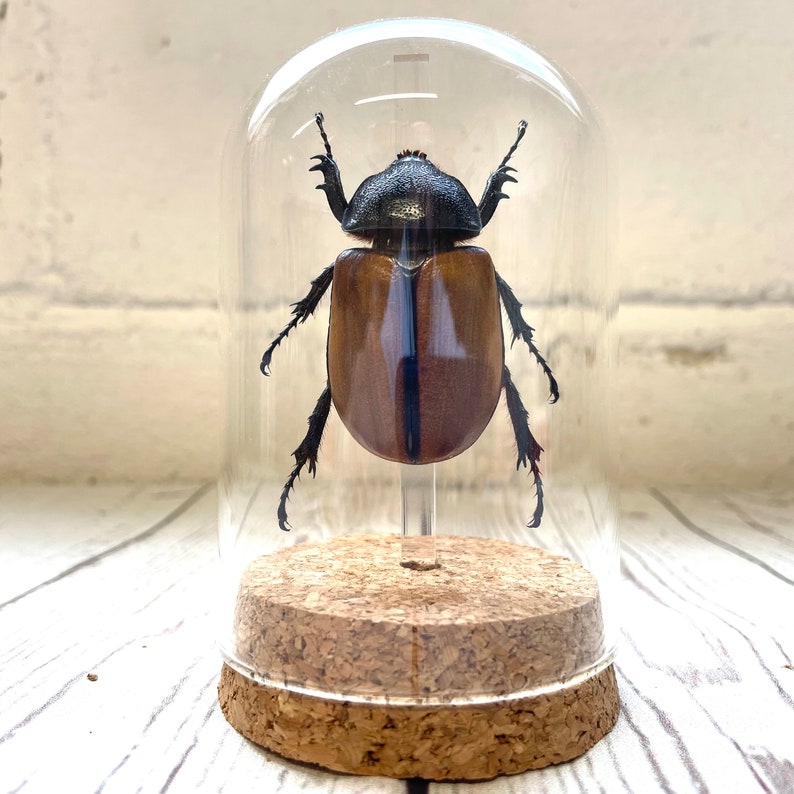 Female Scarab Beetle eupatorus Gracilicornis Glass Bell - Etsy