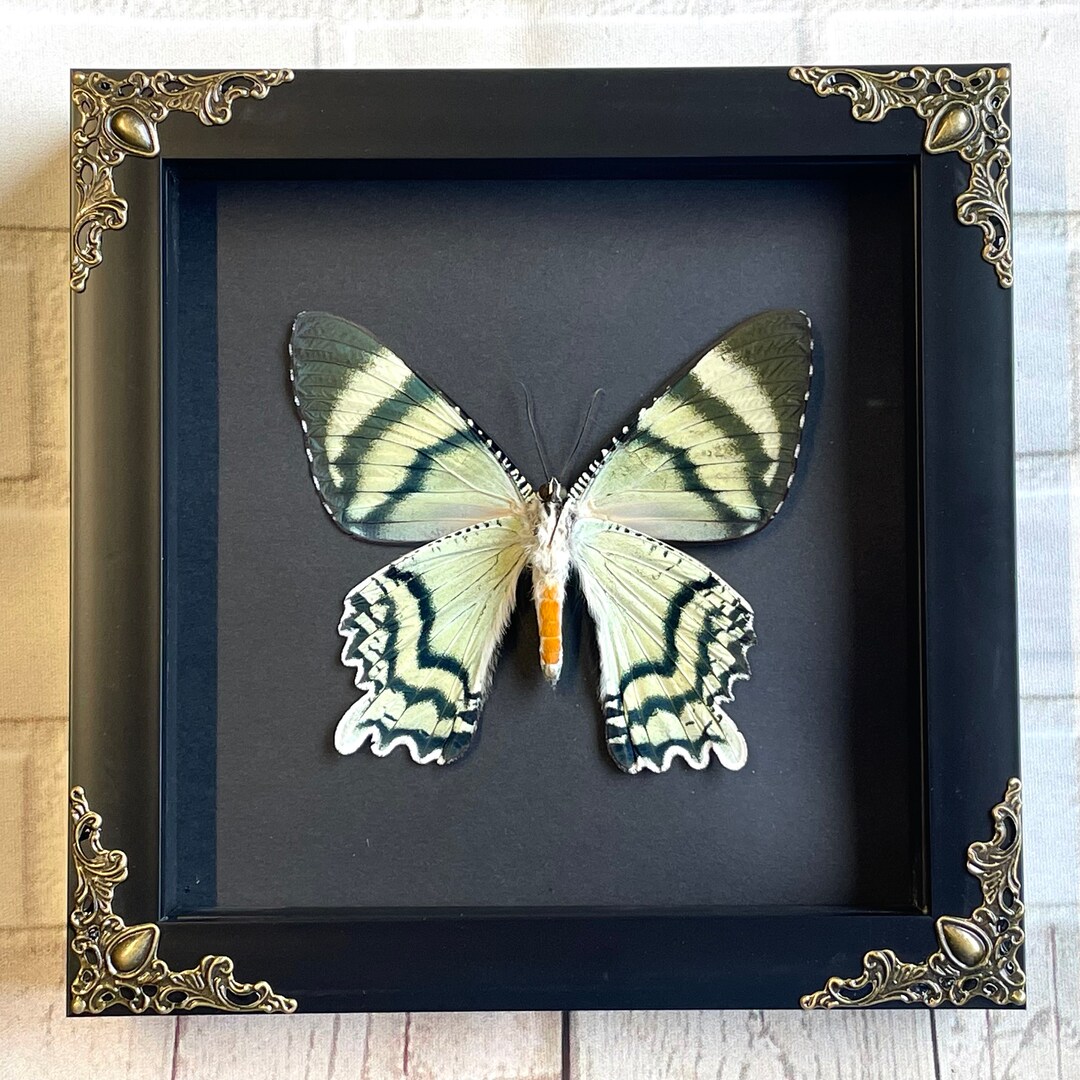 Indonesian Day Flying Moth (alcides Orontes) Butterfly in Baroque Style ...