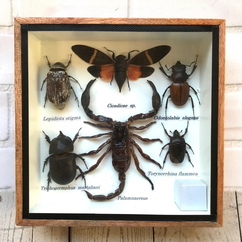 Insect Display Box Frame Display Case Bug Insect 4 | Etsy