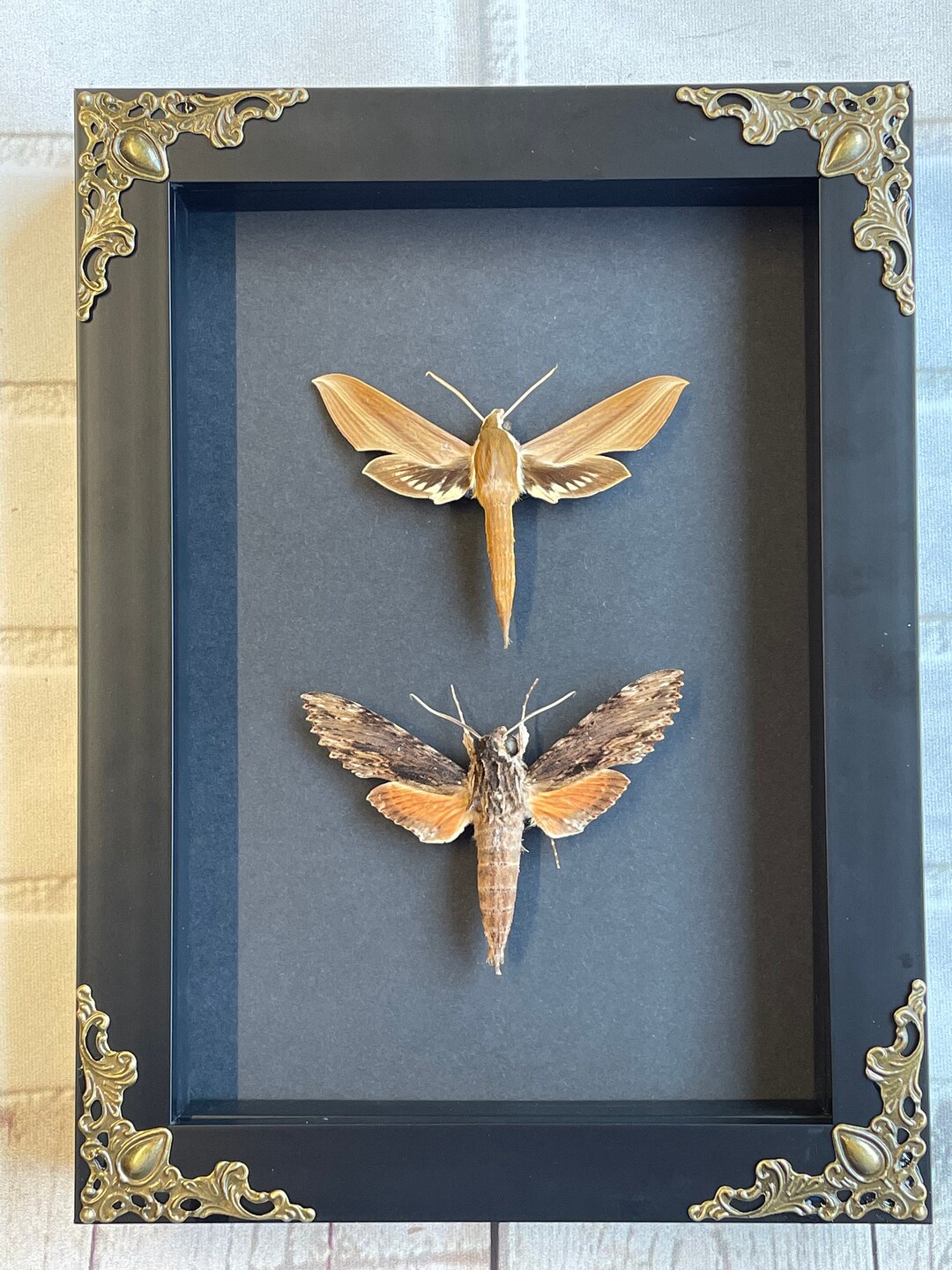 2 Hawk Moths Presented in Baroque Style Deep Shadow Box Frame Display ...