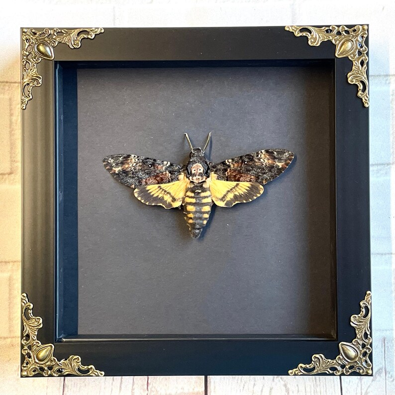 Black Deep Shadow Box Display Frame | Ornate Baroque Style Corners | 17 ...