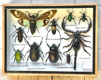 Entomology Display Case - Etsy UK
