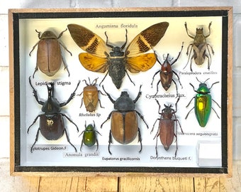 Insect Display Box Frame Display Case Bug Insect 4 - Etsy