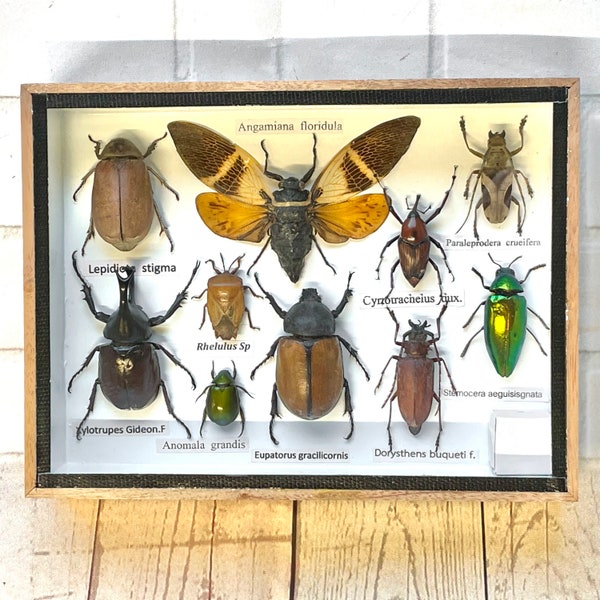 Insect Display - Etsy